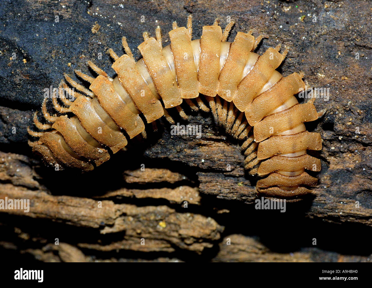 Flat backed millepede hi-res stock photography and images - Alamy