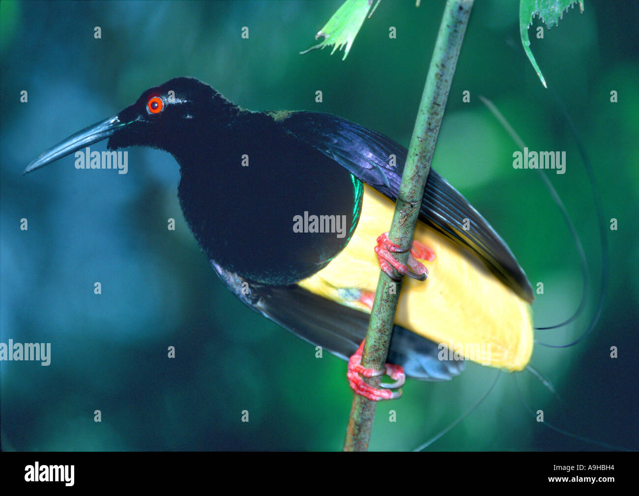 twelve-wired bird of paradise (Seleucidis melanoleuca Stock Photo - Alamy