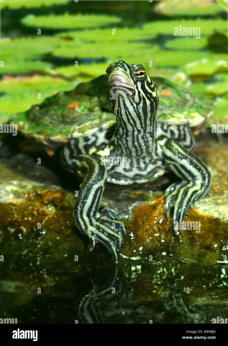 yellow-blotched map turtle, yellow-blotched sawback (Graptemys ...