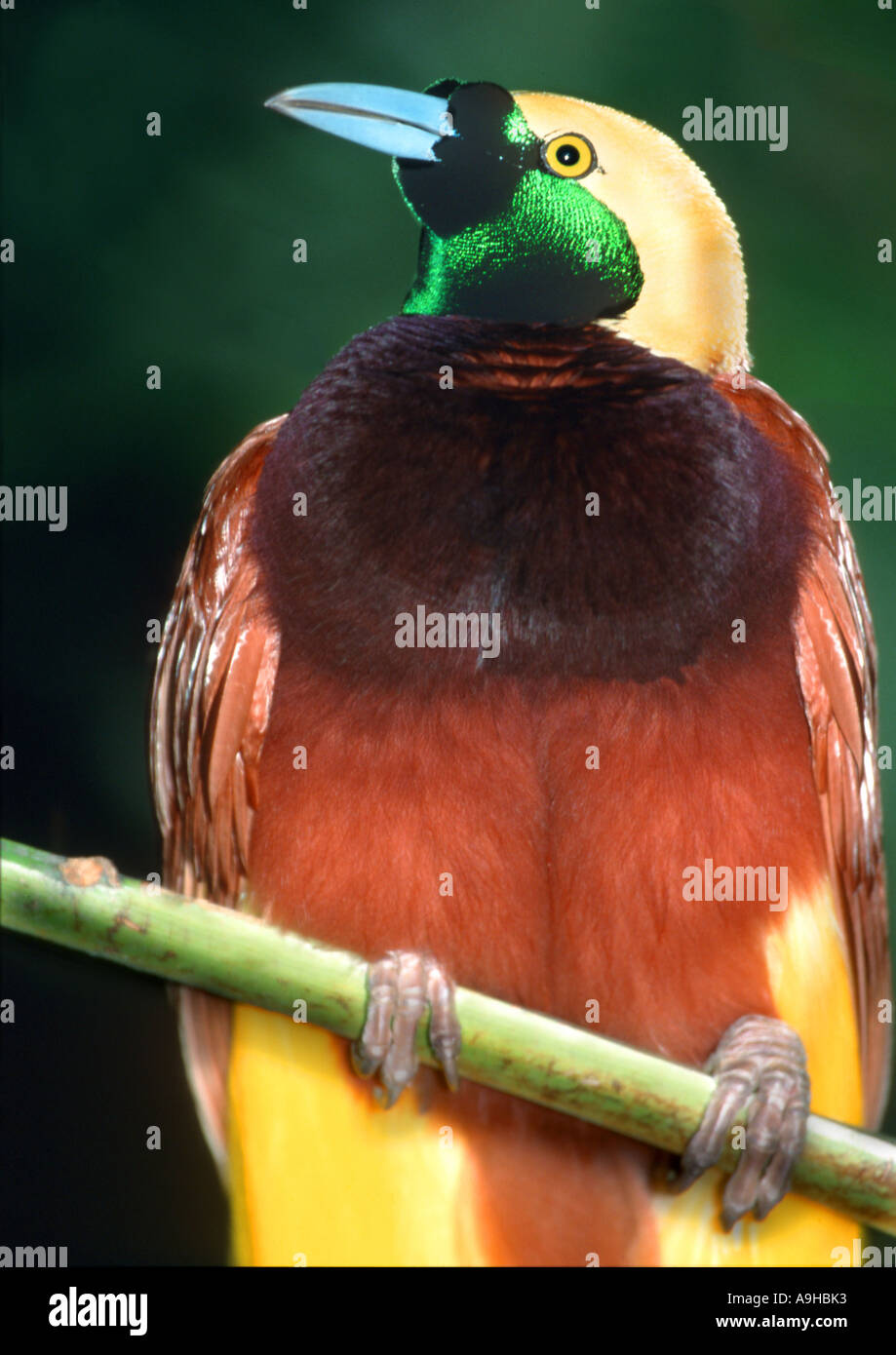 lesser bird of paradise (Paradisaea minor), portrait Stock Photo - Alamy