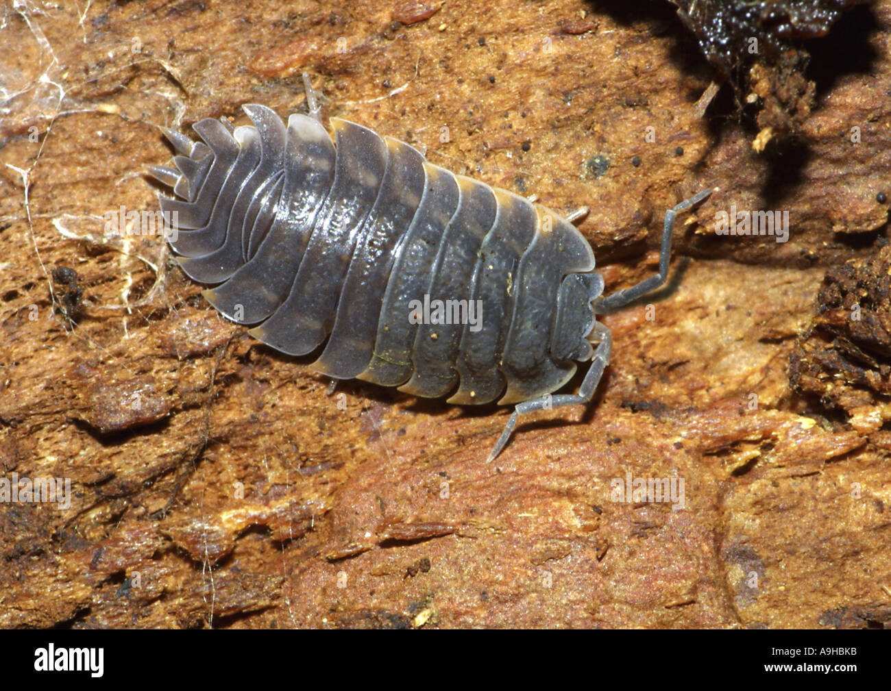 Sowbug hi-res stock photography and images - Alamy
