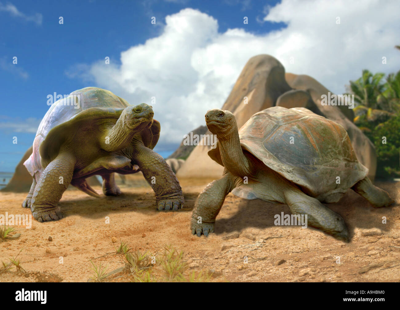 Chelonoides hi-res stock photography and images - Alamy