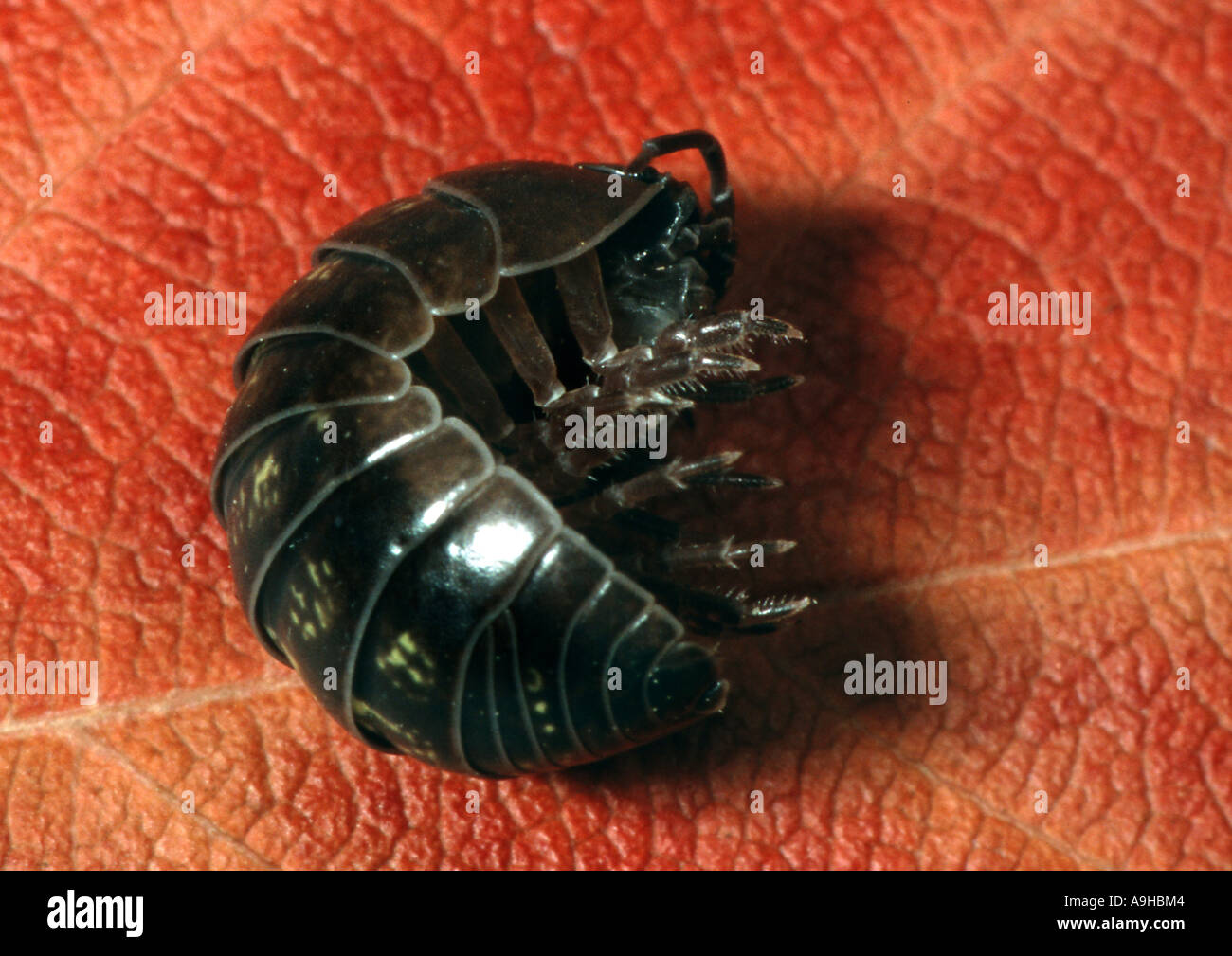 common woodlouse, common pillbug, sow bug (Armadillidium vulgare Stock ...