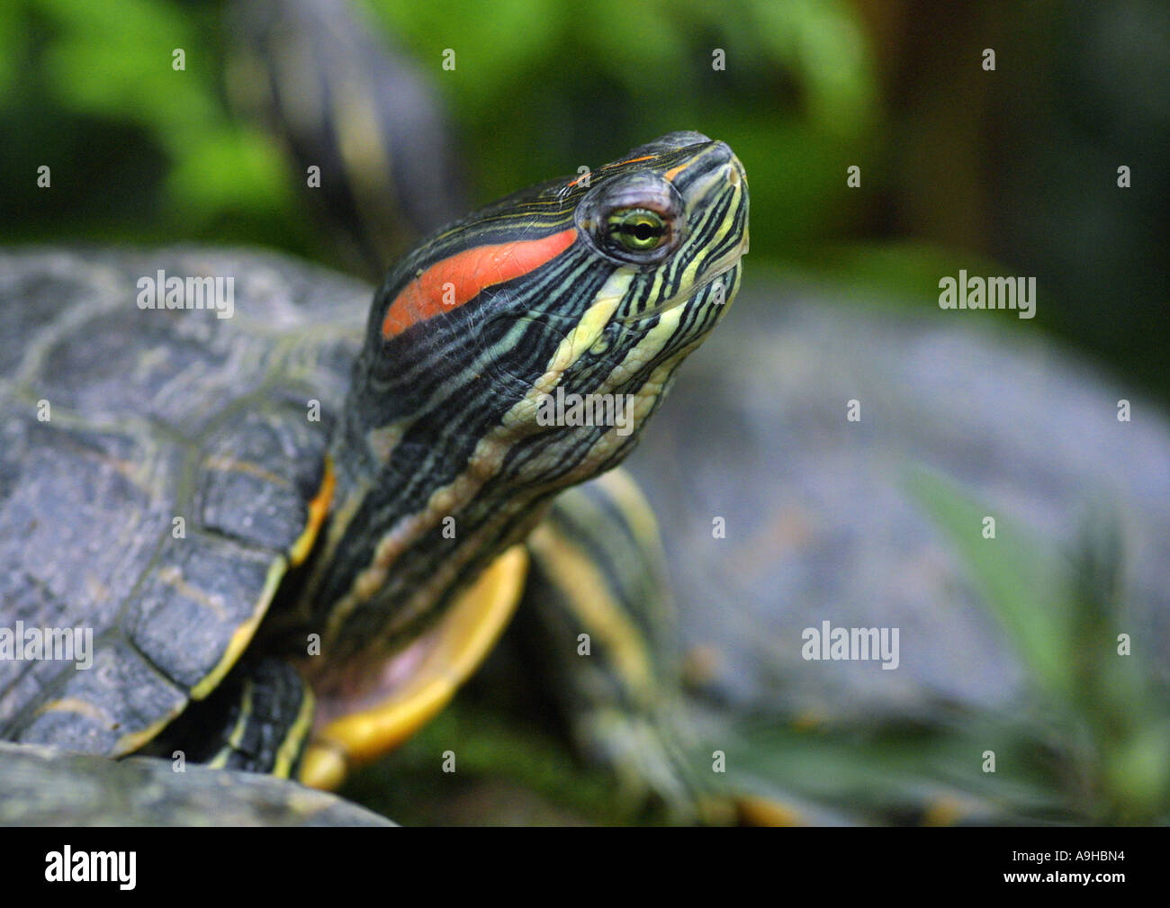 red-eared turtle, red-eared slider (Pseudemys scripta elegans ...