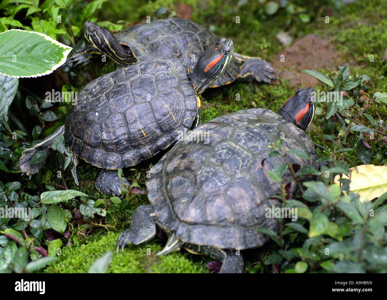 red-eared turtle, red-eared slider (Pseudemys scripta elegans ...