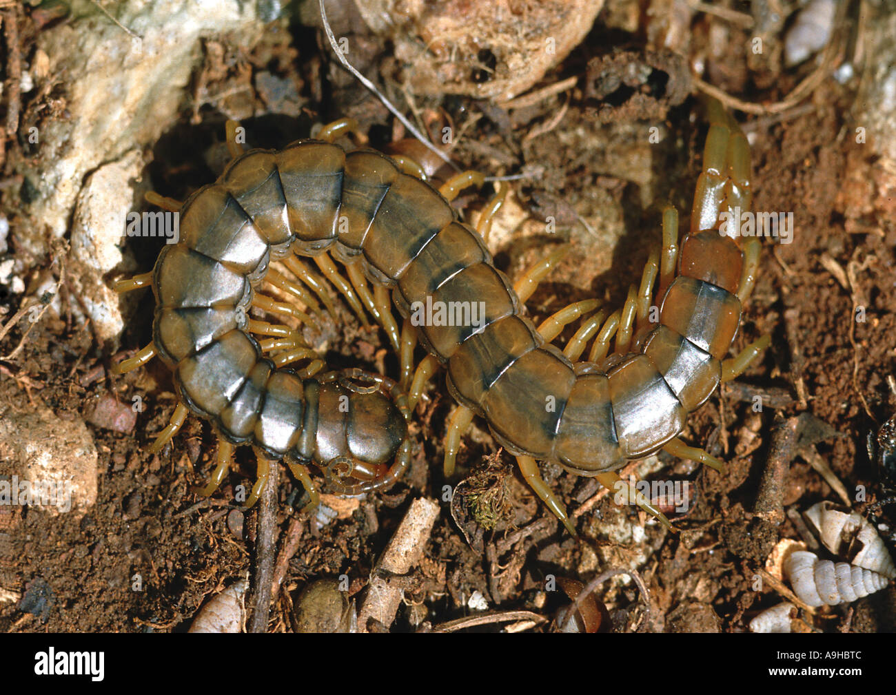 scolopendra (Scolopendra spec Stock Photo - Alamy