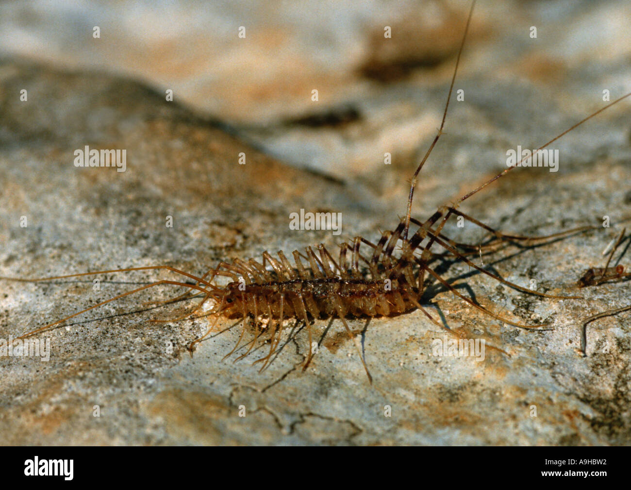 Thousand leggers hi-res stock photography and images - Alamy