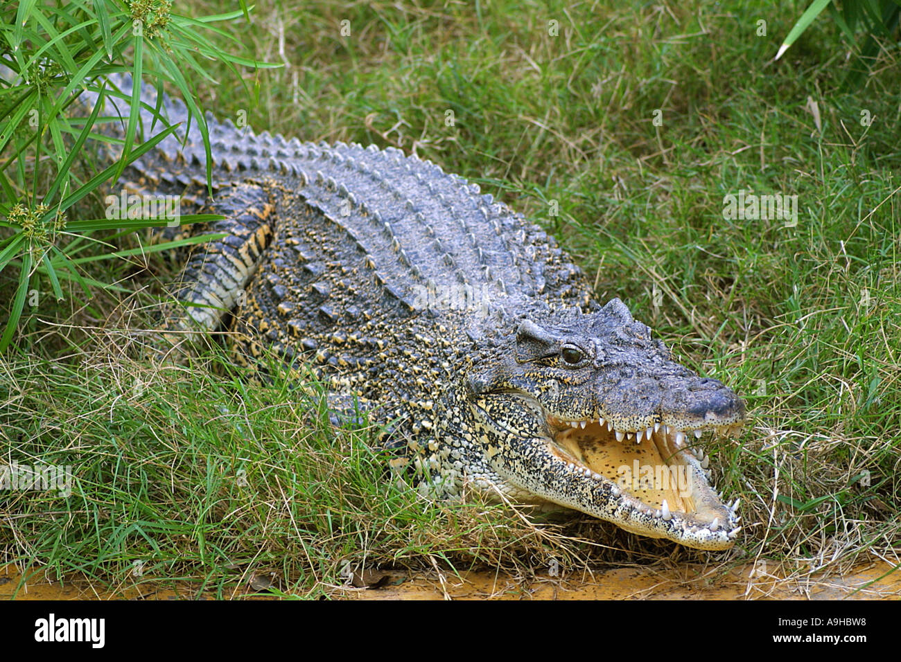 American crocodile (Crocodylus acutus Stock Photo - Alamy
