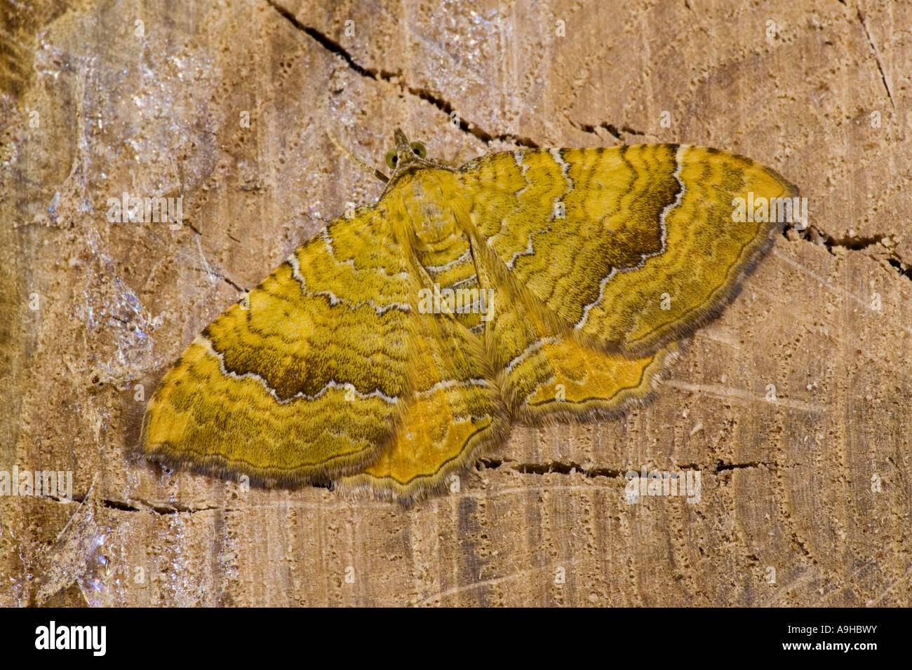 Yellow Shell Moth Stock Photos & Yellow Shell Moth Stock Images - Alamy