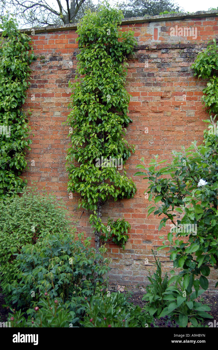 Peach growing against wall hi-res stock photography and images - Alamy