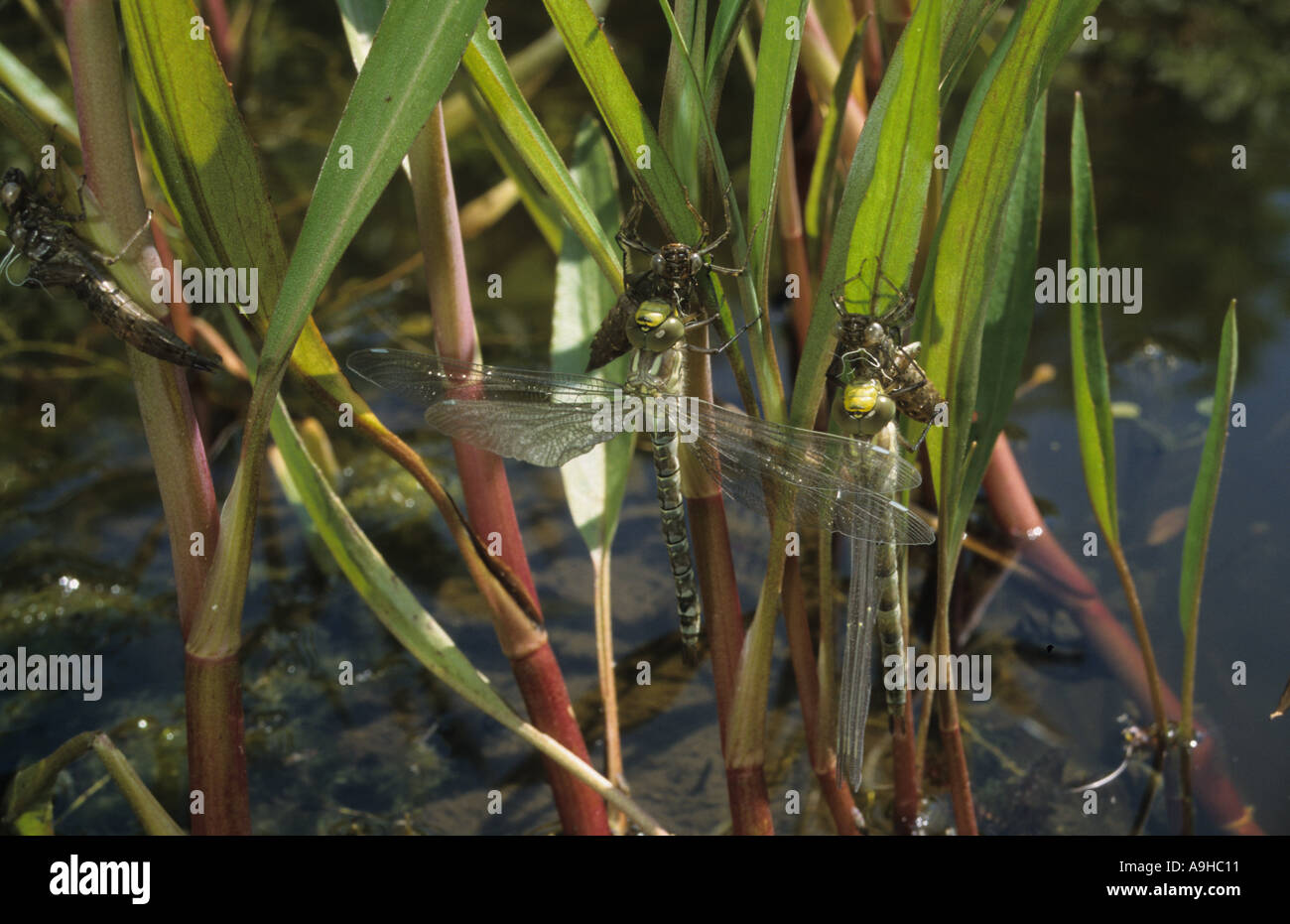 Common Hawker Aeschna juncea Newly emerged Stock Photo - Alamy