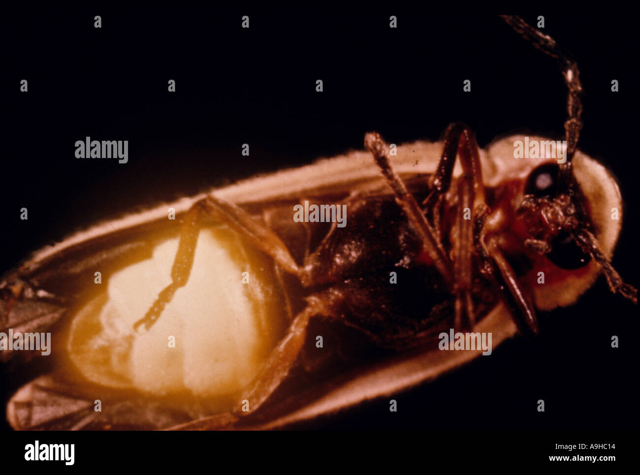 Bioluminescent firefly hi-res stock photography and images - Alamy