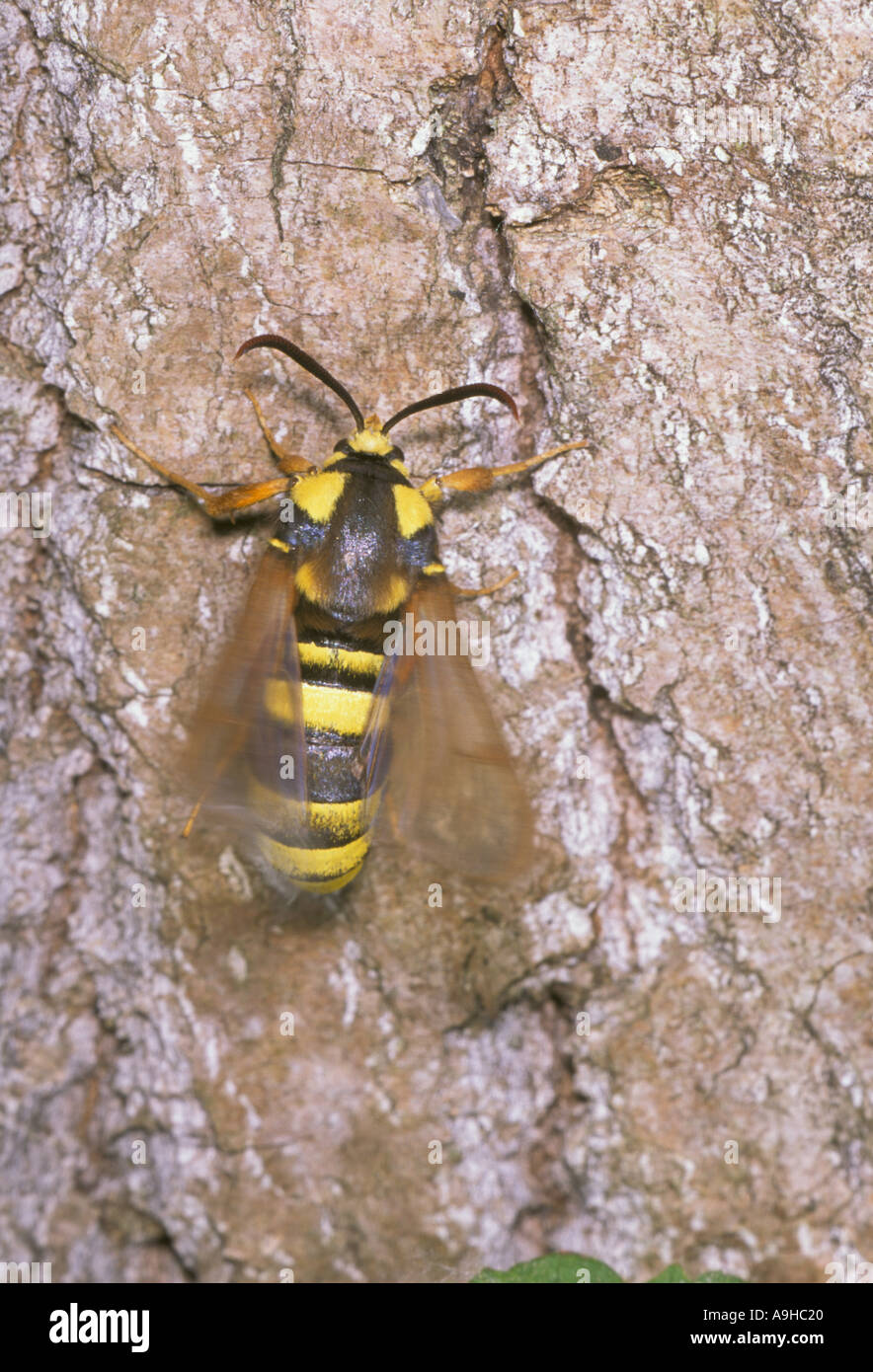 Hornet Clearwing Moth Sesia apiformis On tree bark showing wing ...