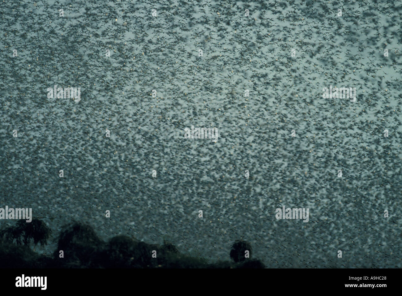 Migratory Locust Locusta migratoria Swarm of locusts above marshland ...
