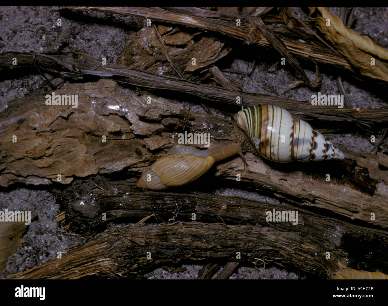 Snail Cannibal Pink Euglandia rosea With Tree Snail Stock Photo - Alamy