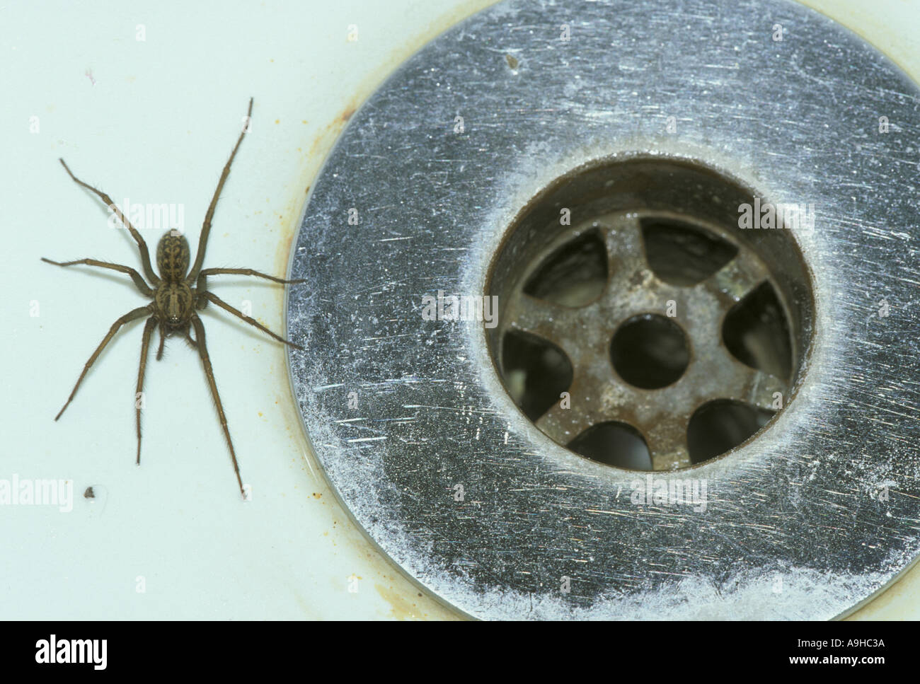 Spider in bath hi-res stock photography and images - Alamy