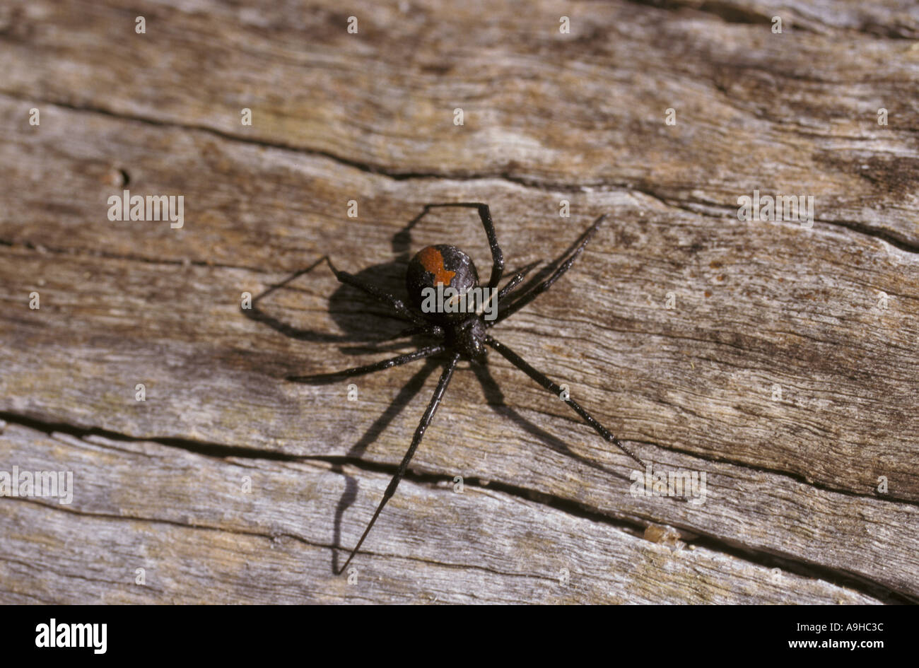 Red back Spider Latrodectus hasselti Female on wood South Australia ...
