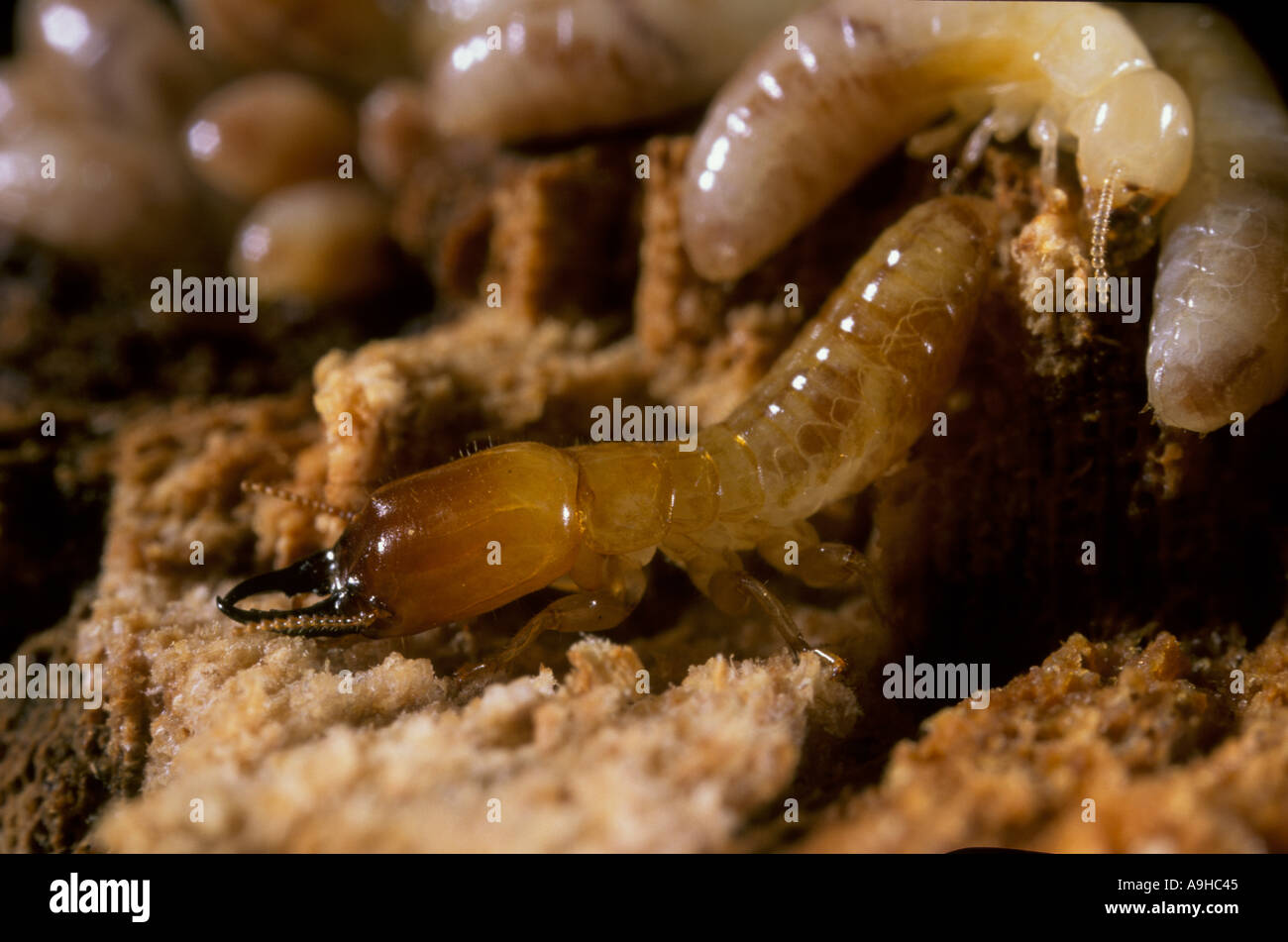 Termite Reticulitermes lucifugus Soldier Stock Photo - Alamy