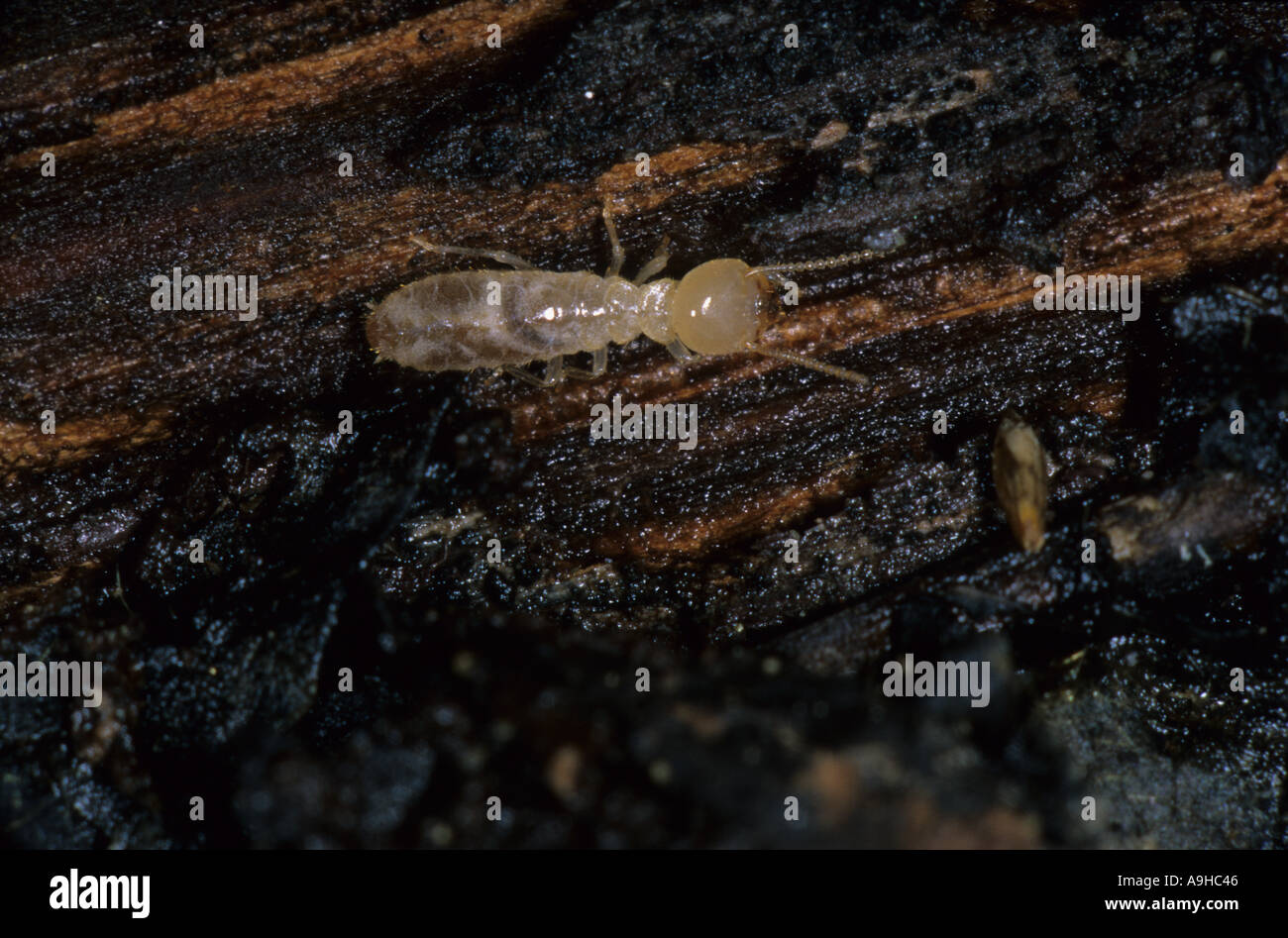 Worker termites hi-res stock photography and images - Alamy