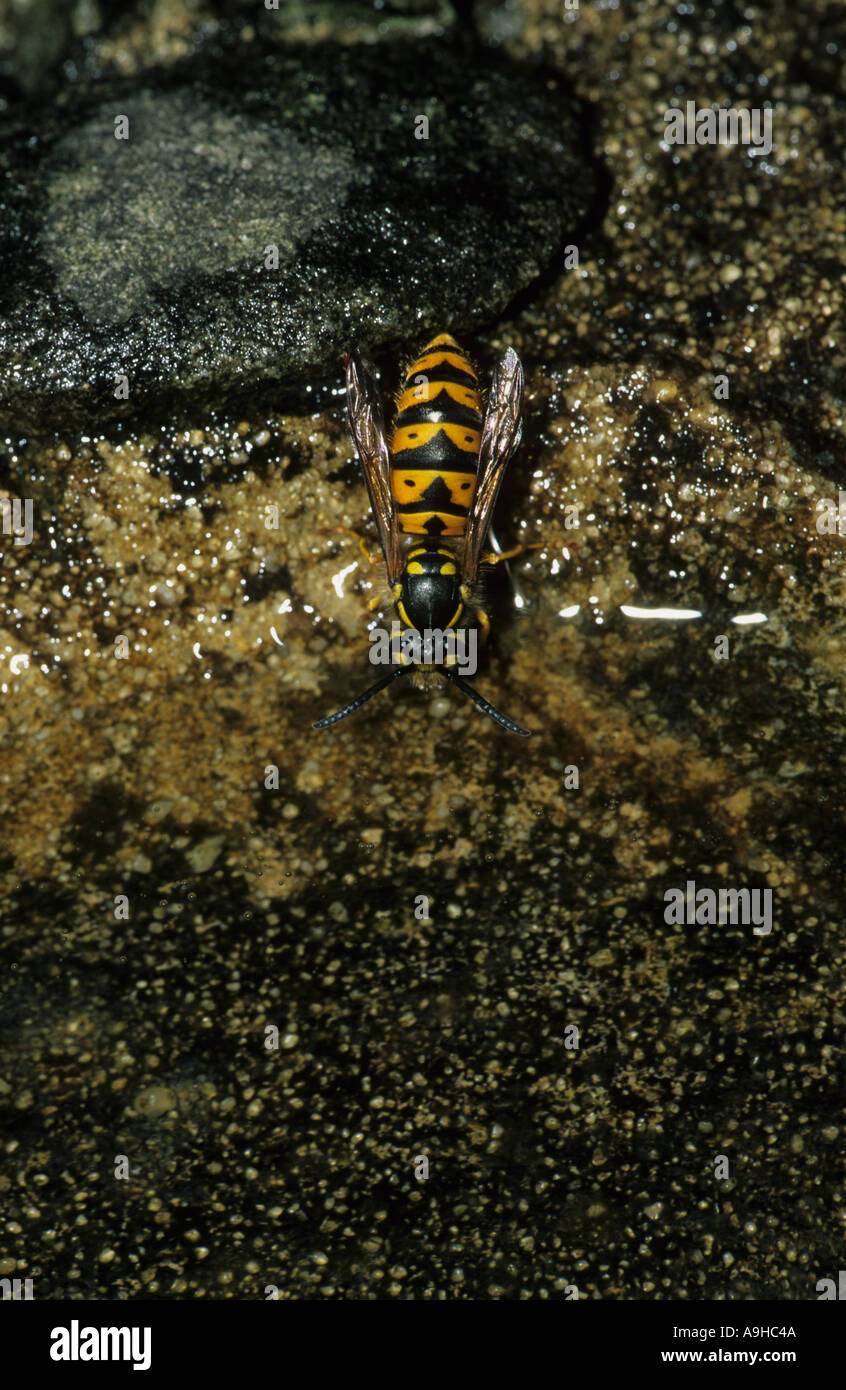 Common wasp vespa vulgaris hi-res stock photography and images - Alamy