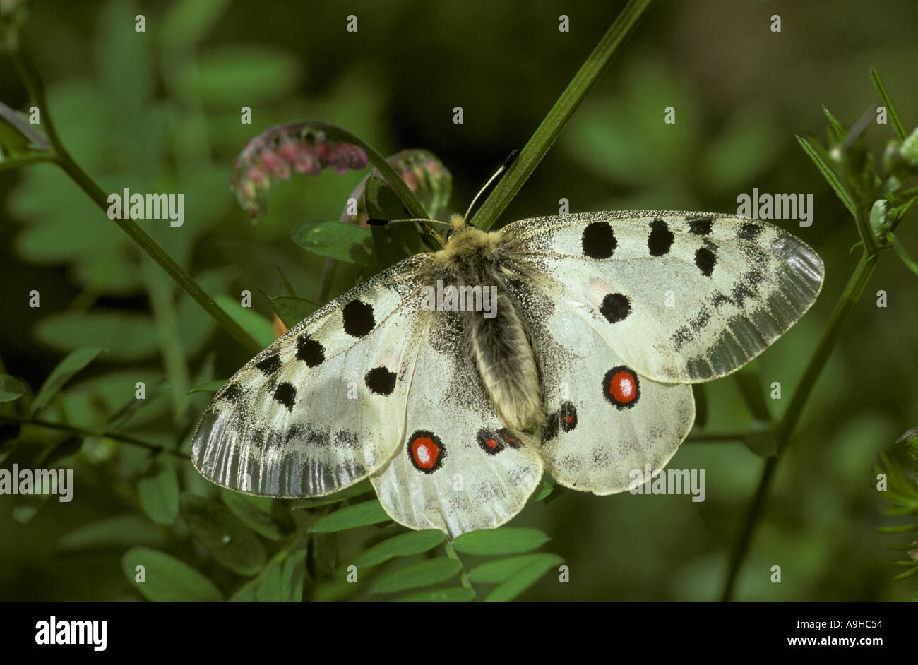 Apollo Butterfly Parnassius apollo On stem with wings open Valgrisenche ...