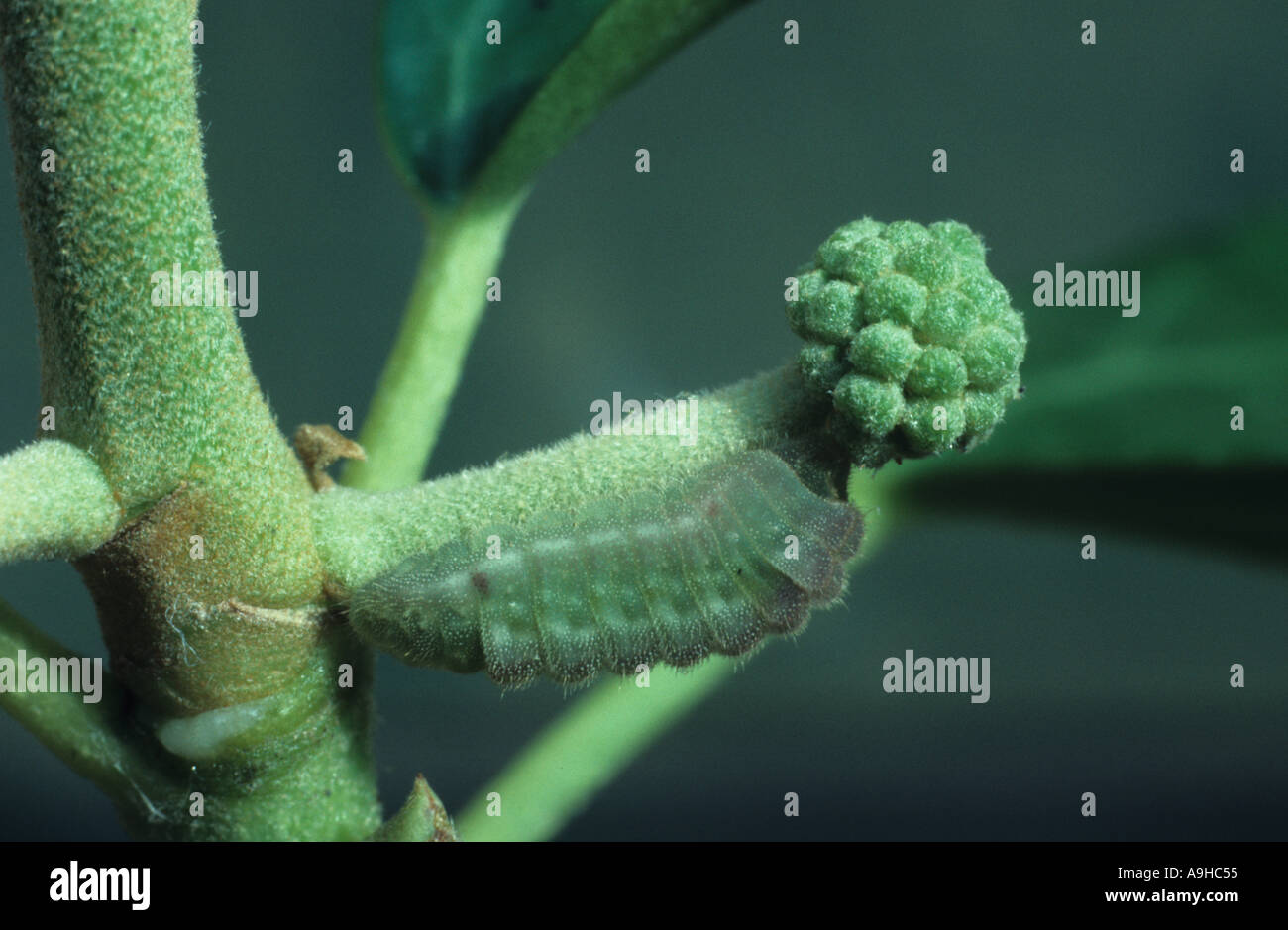 Holly Blue Butterfly Celastrina argiolus Larva Stock Photo - Alamy