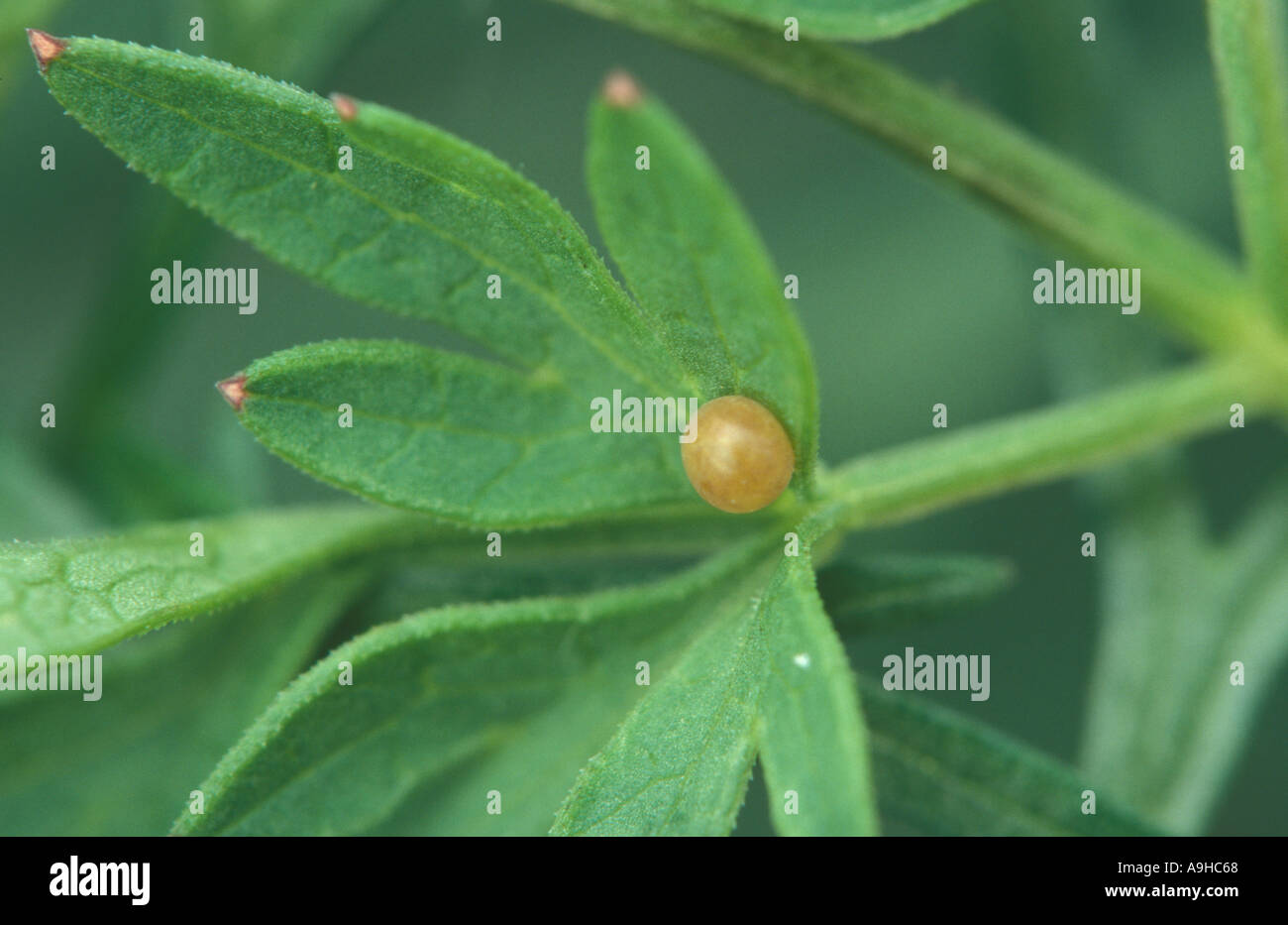 Catfield hi-res stock photography and images - Alamy