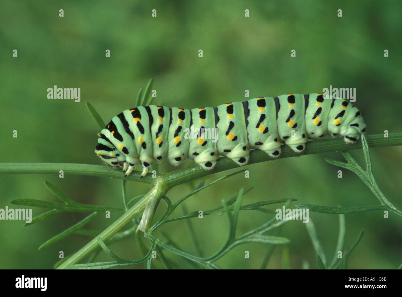Catfield hi-res stock photography and images - Alamy