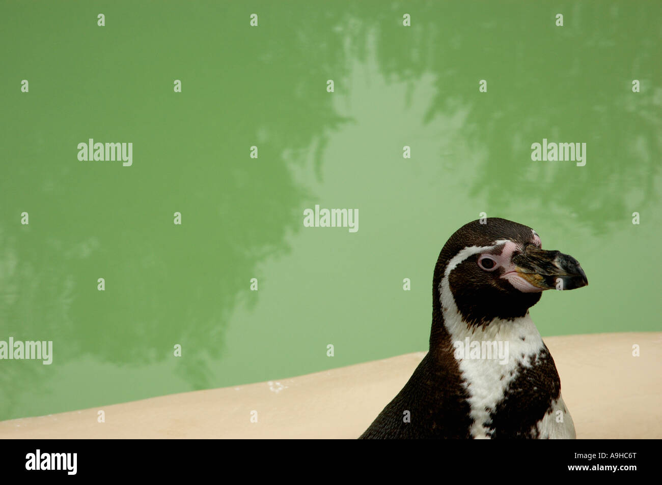 Penguin zoo uk hi-res stock photography and images - Alamy