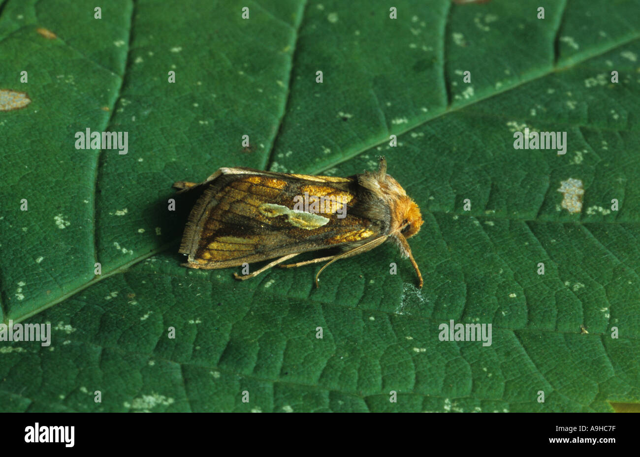 Gold Spot Plusia festucae On leaf Eccles on Sea Norfolk Stock Photo - Alamy