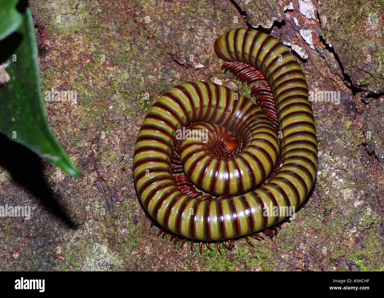 millepede, thousand-legger, myriapodian (Myriapoda), spiral, Malaysia ...