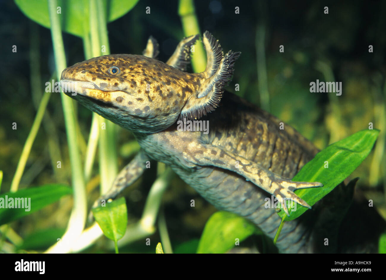 axolotl (Ambystoma mexicanum), neotony Stock Photo - Alamy