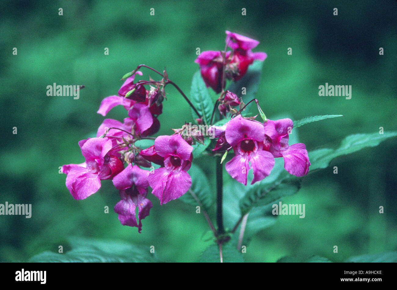 Purple jewelweed impatiens glandulifera hi-res stock photography and ...