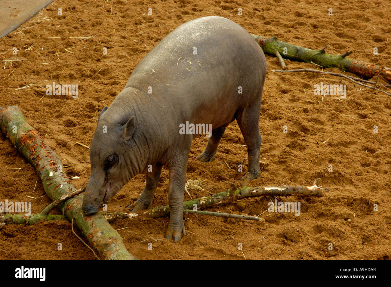 Babirusa babyrousa babyrussa sulawesi hi-res stock photography and ...