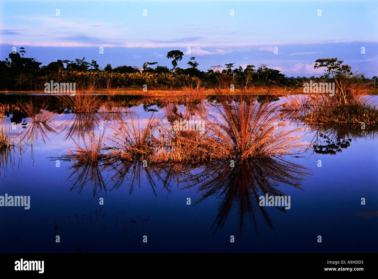 Dusk over tropical lake in Ghana West Africa. Weaver birds tightly ...