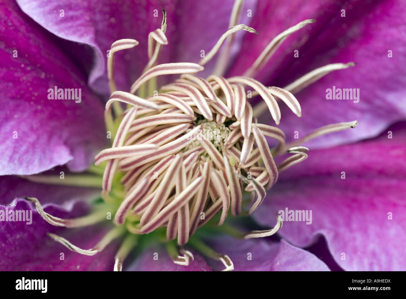 Dr rupple hi-res stock photography and images - Alamy