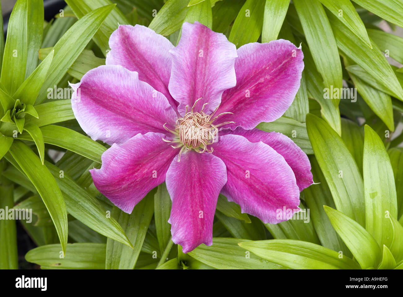 Dr Rupple High Resolution Stock Photography and Images - Alamy