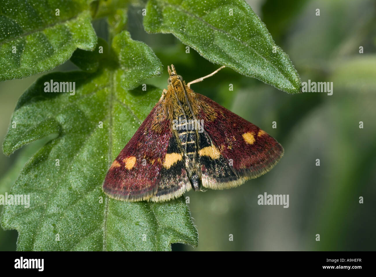 Mint Moth Pyrausta aurata Stock Photo - Alamy