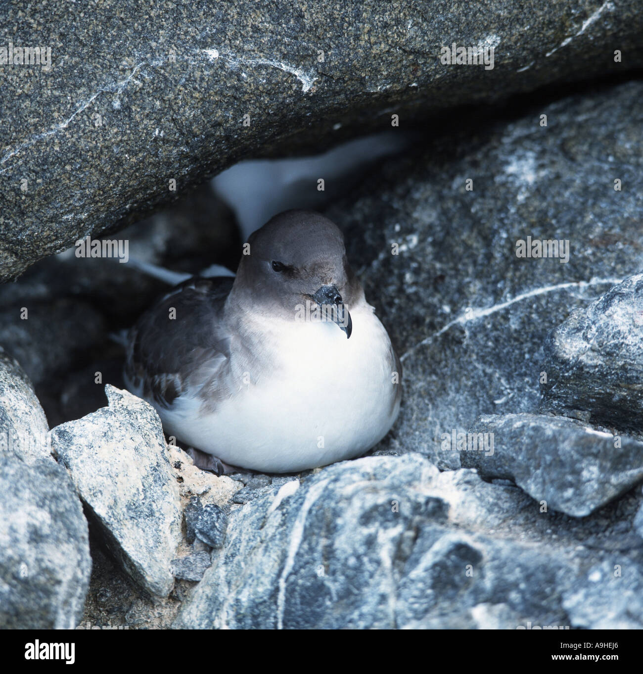 Antarctic petrel (Thalassoica antarctica), breeding at Scullin Monolith ...