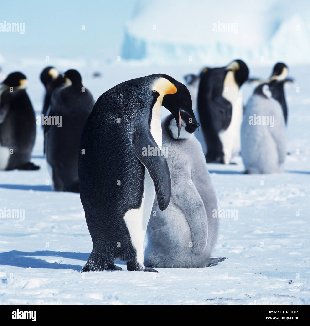 emperor penguin (Aptenodytes forsteri), feeding chick, Antarctica Stock ...