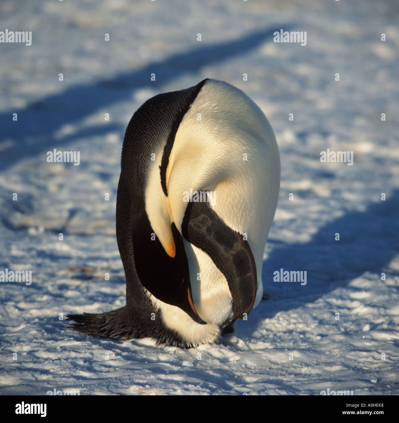 Penguin hygiene hi-res stock photography and images - Alamy