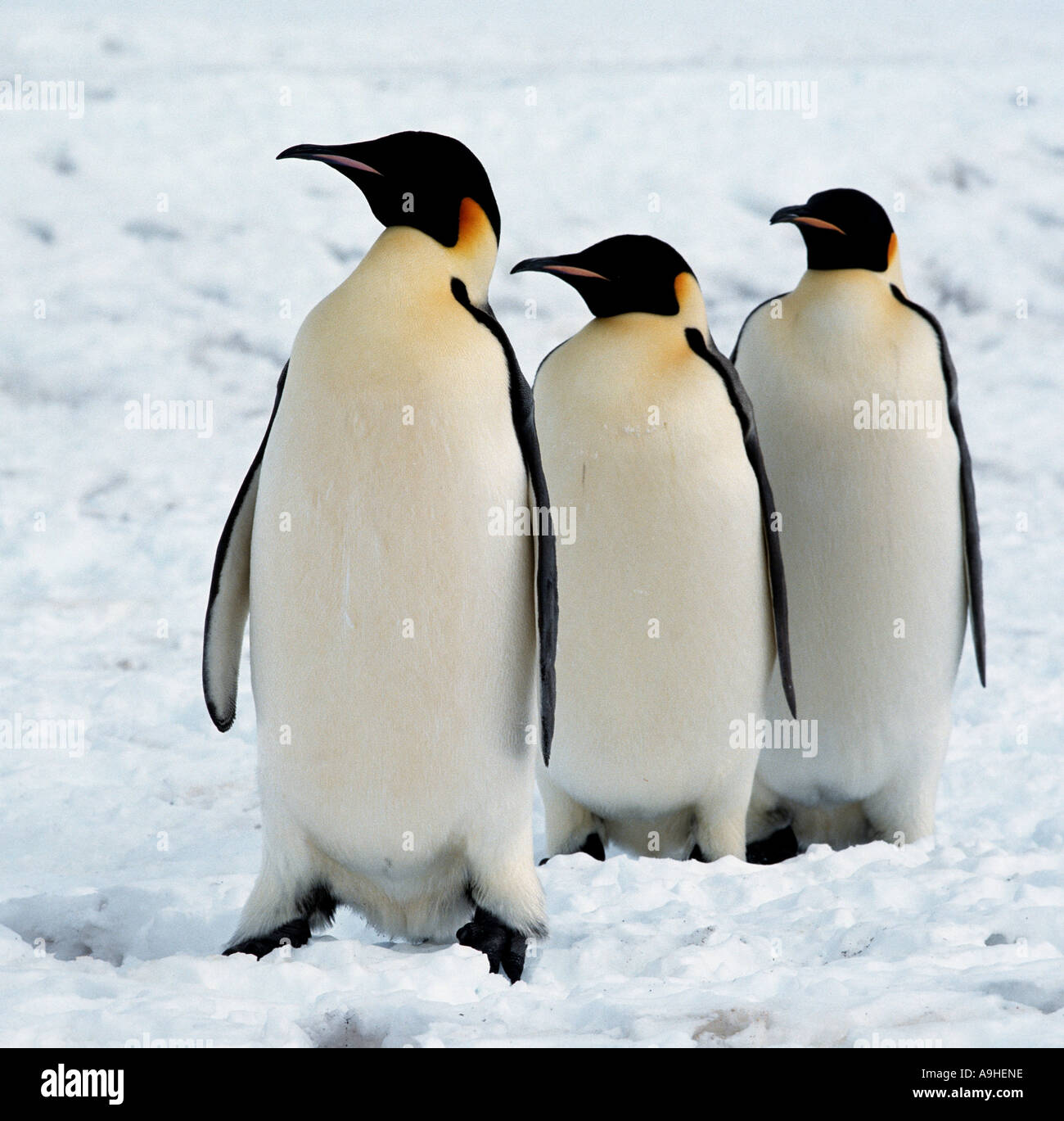 View Of Emperor Penguin In A Row High Resolution Stock Photography and ...
