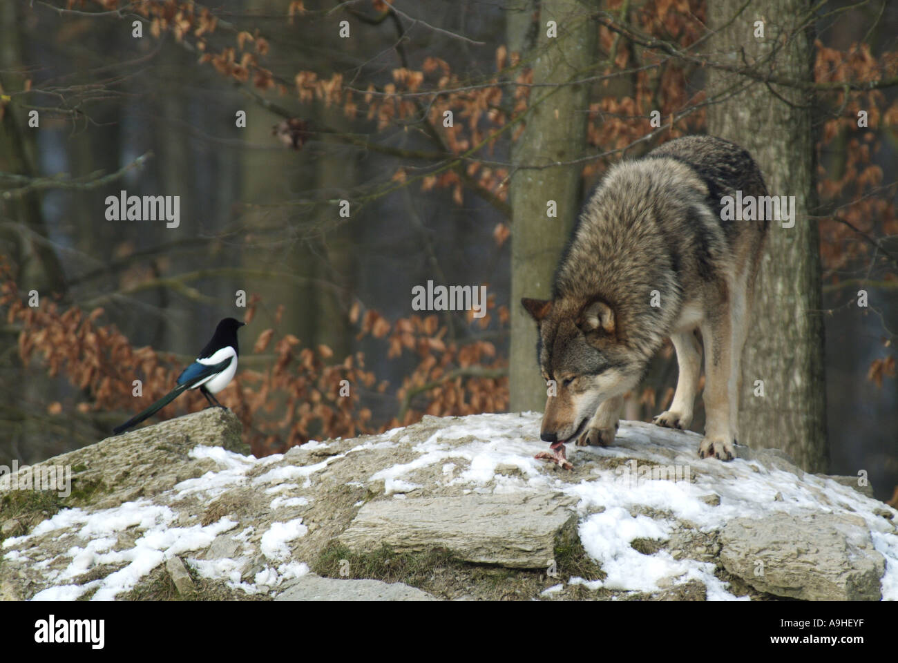 European black wolf hi-res stock photography and images - Alamy