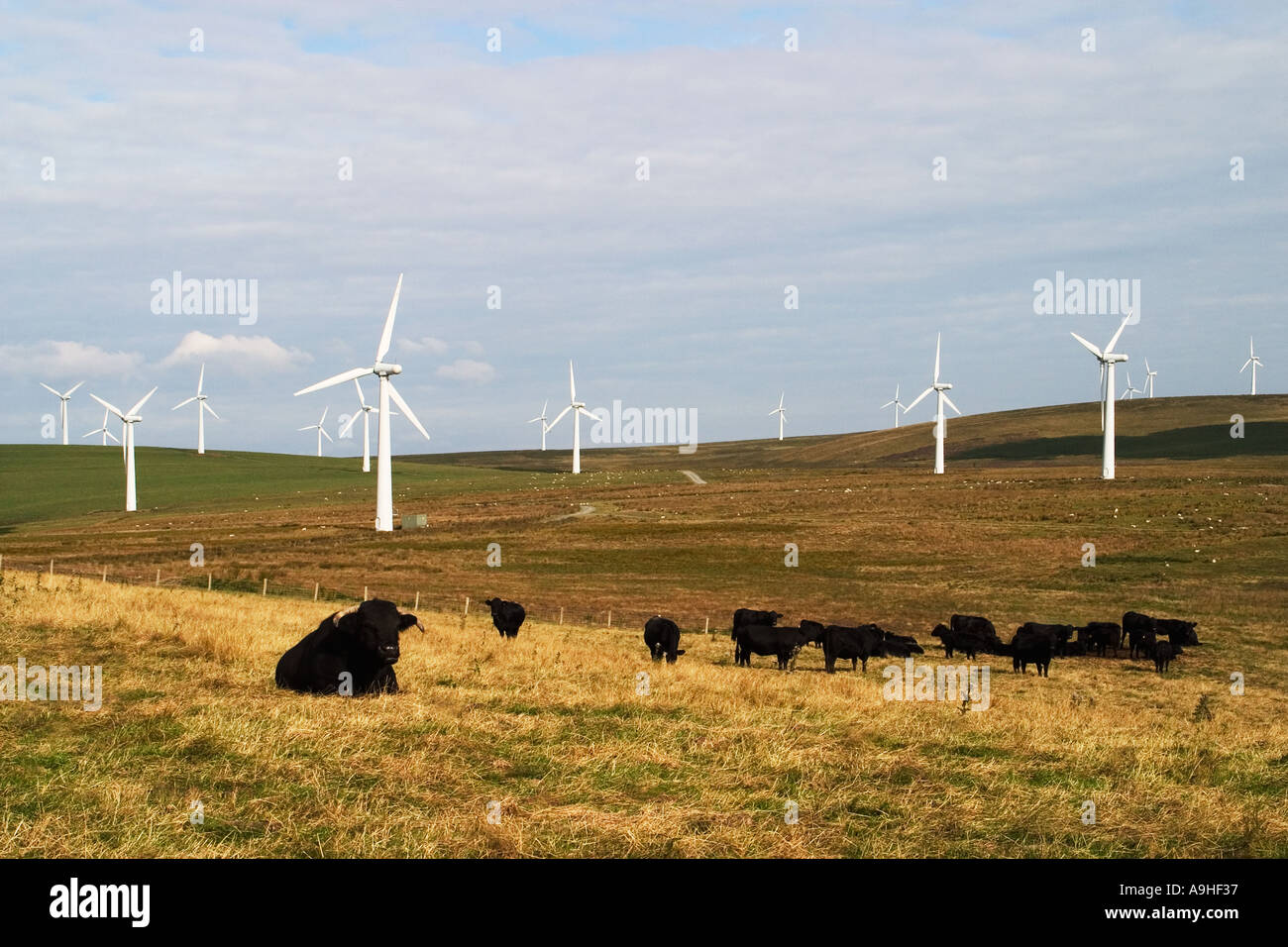 Wind power turbines producing electricity in Mid Wales, UK at Bryn ...