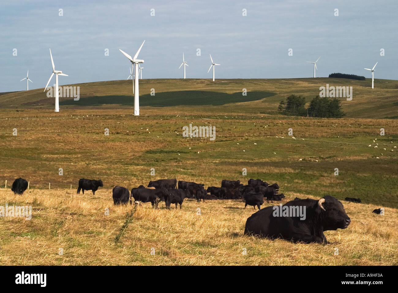 Wind power turbines producing electricity in Mid Wales, UK at Bryn ...