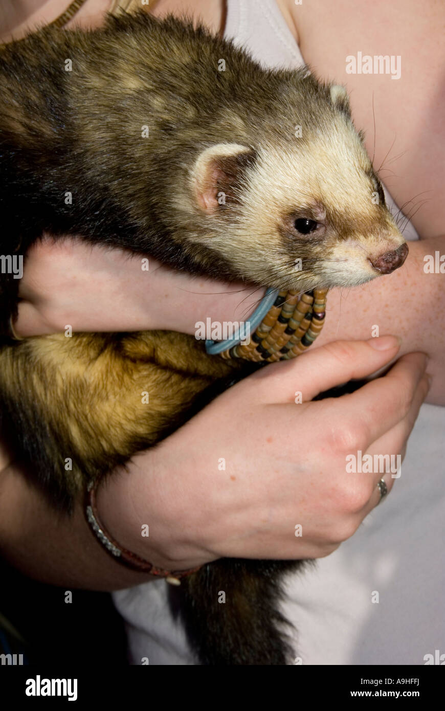 Girl holding a ferret Stock Photo - Alamy