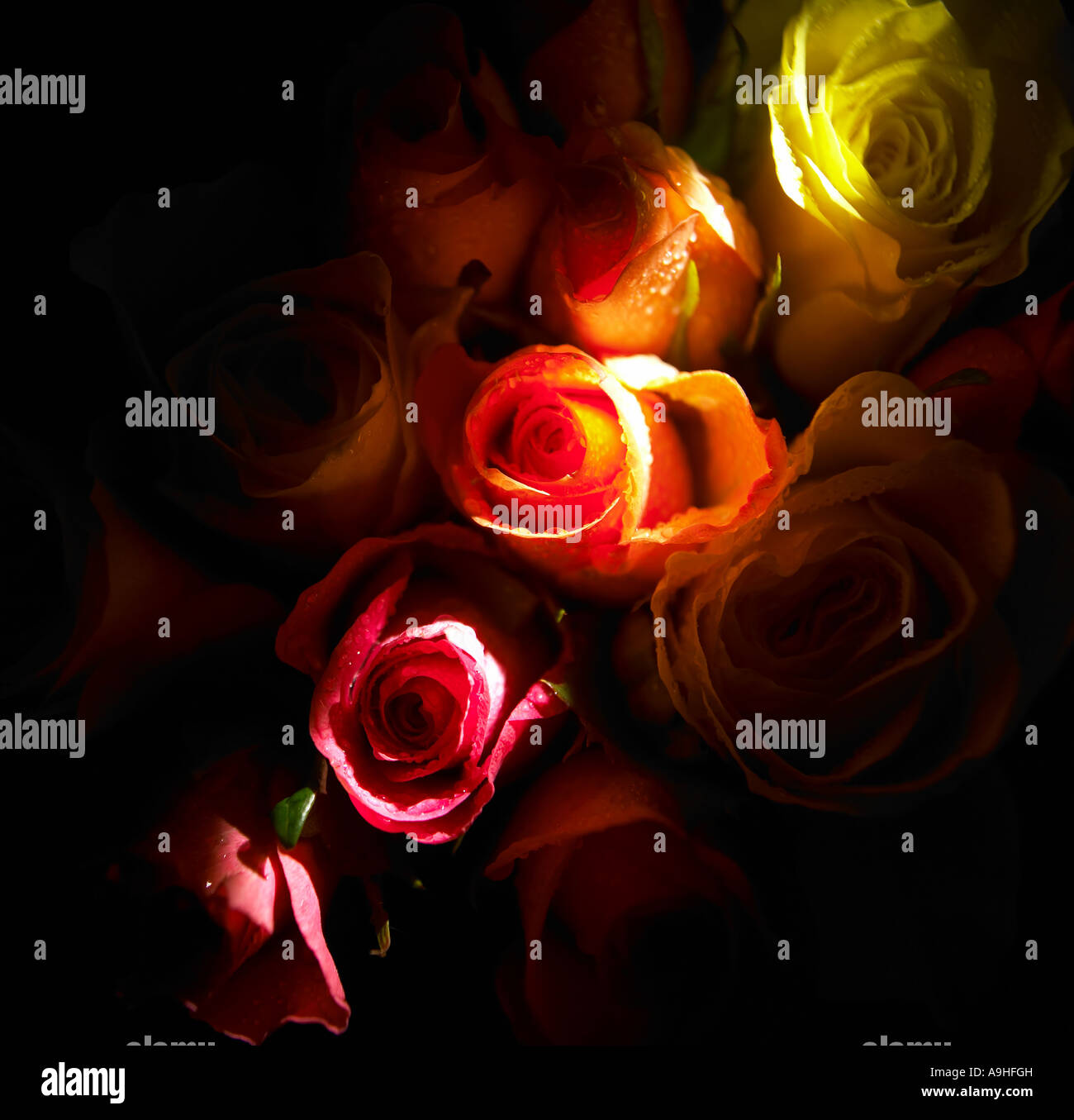 bunch of roses Stock Photo - Alamy
