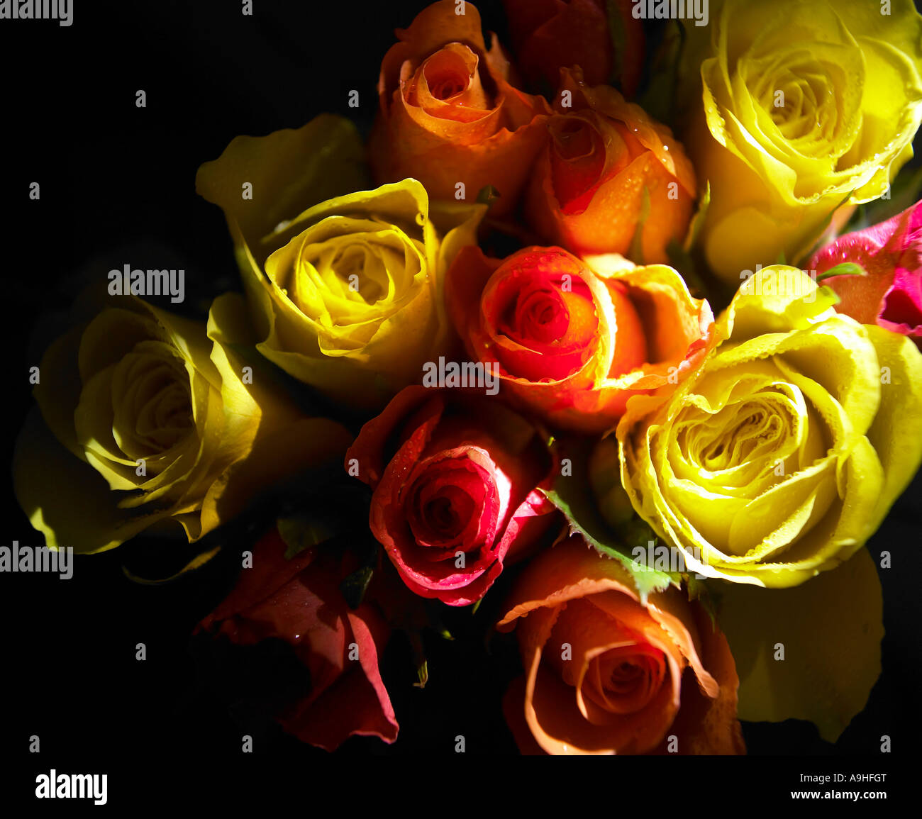 bunch of roses Stock Photo - Alamy