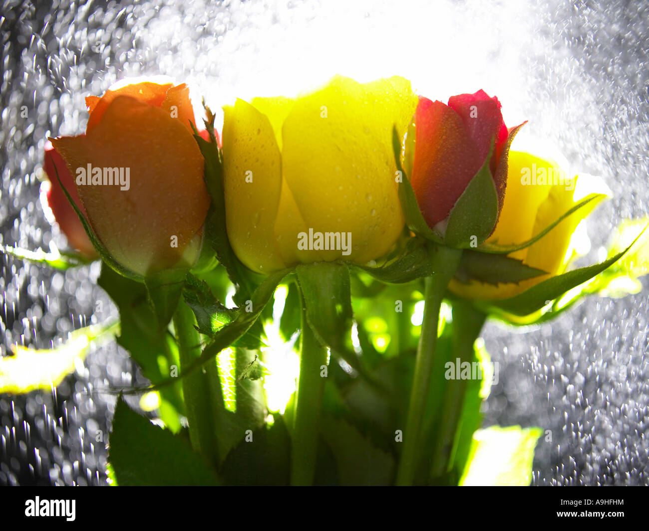 roses in the rain Stock Photo - Alamy