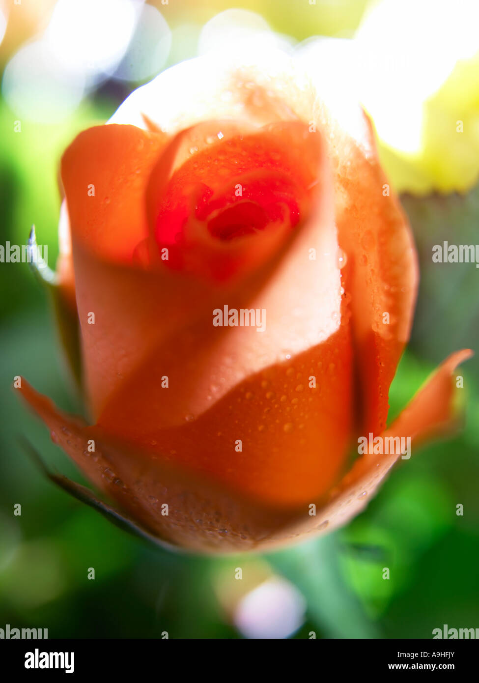 Single bloom shrub rose hi-res stock photography and images - Alamy